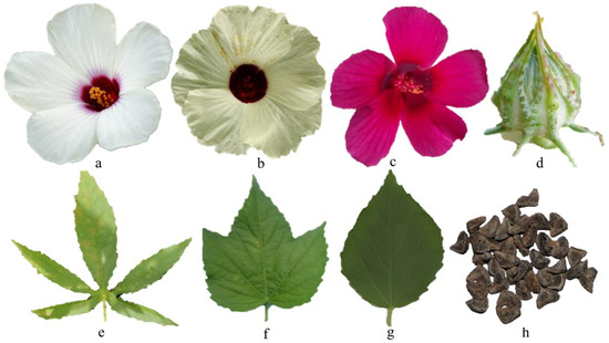 Cultivation Strategies of Kenaf (Hibiscus cannabinus L.) as a Future ...