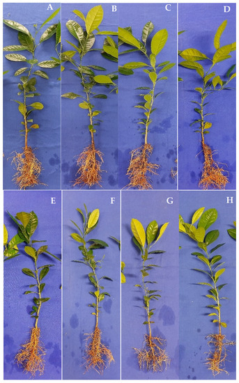 Phytophthora Root Rot in Rangpur Lime Cultivated in Soil Managed with ...