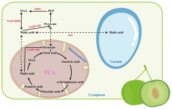Effects of 1-Methylcyclopropene Treatment on the Quality and Malic Acid ...