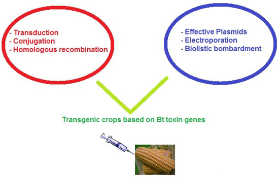 Genetically Modified Plants Based on Bacillus Genes and Commercial ...