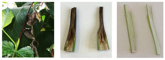 Shoot Dieback in Thornless Blackberries in Northern Spain Caused by ...