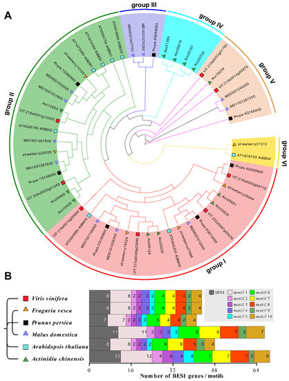 Genomic Colinearity and Transcriptional Regulatory Networks of BES1 ...