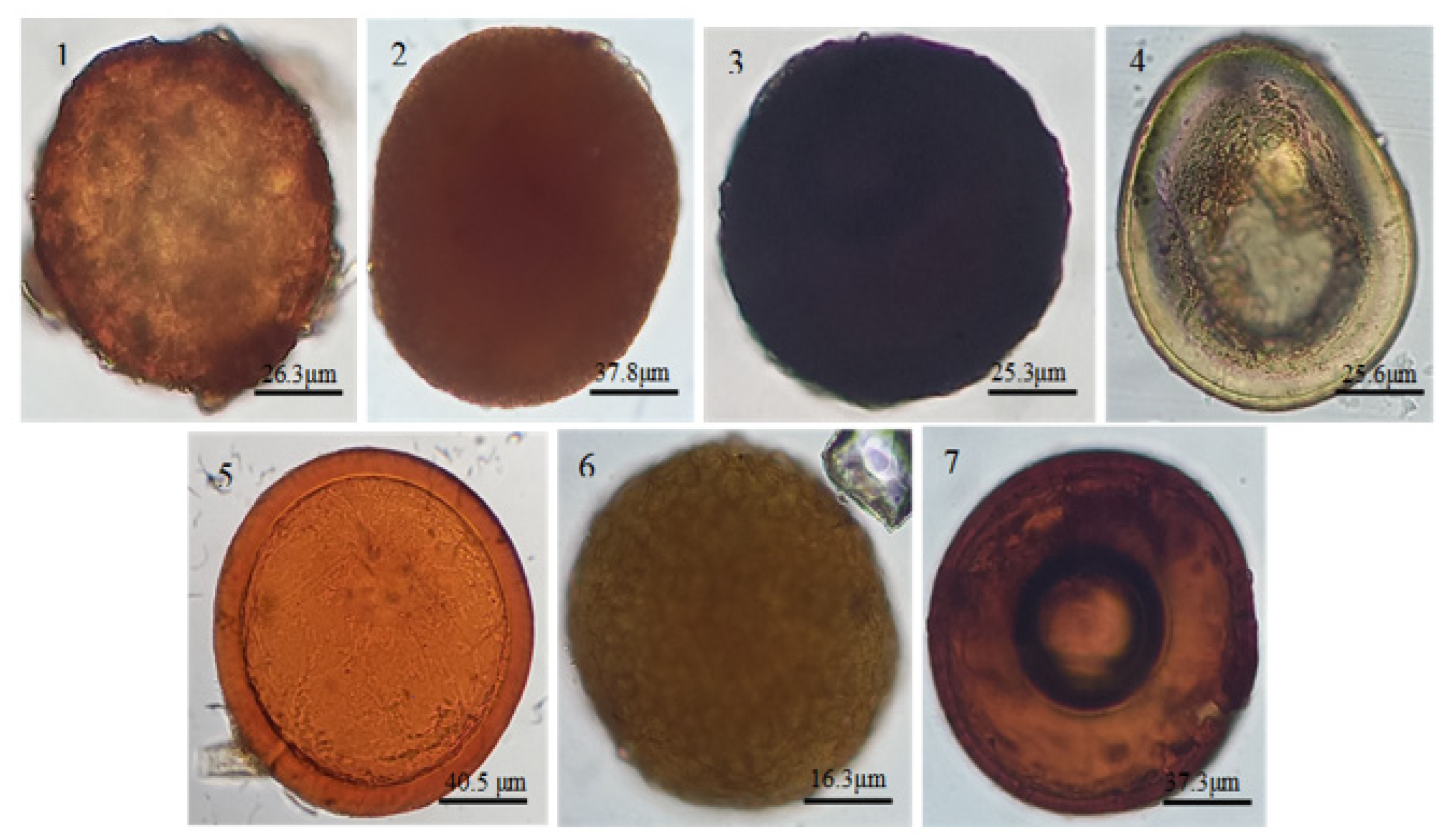 Impact of Arbuscular mycorrhizal Fungal Strains Isolated from Soil on ...
