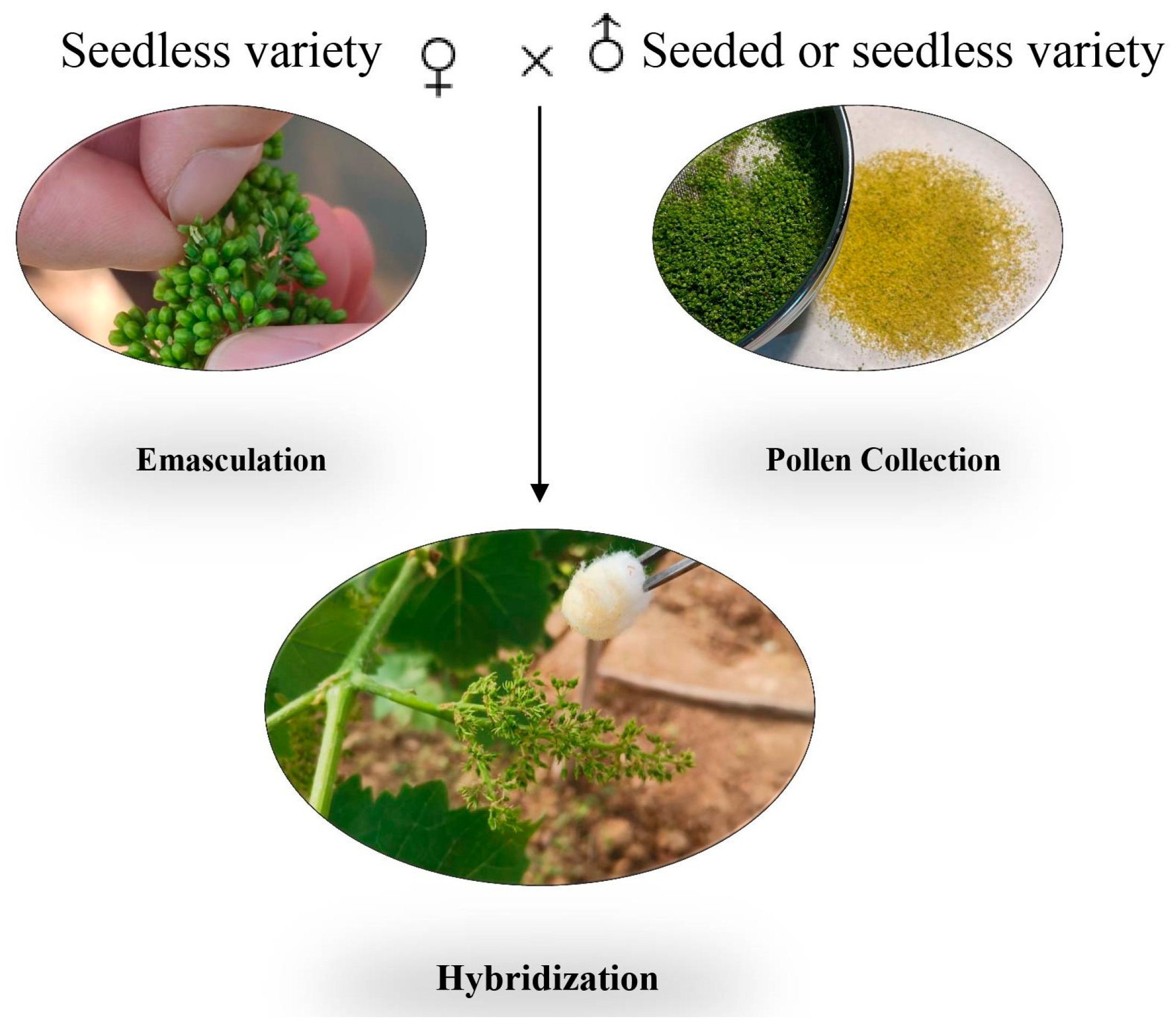 Embryo Rescue Breeding of New Cold-Resistant, Seedless Grapes