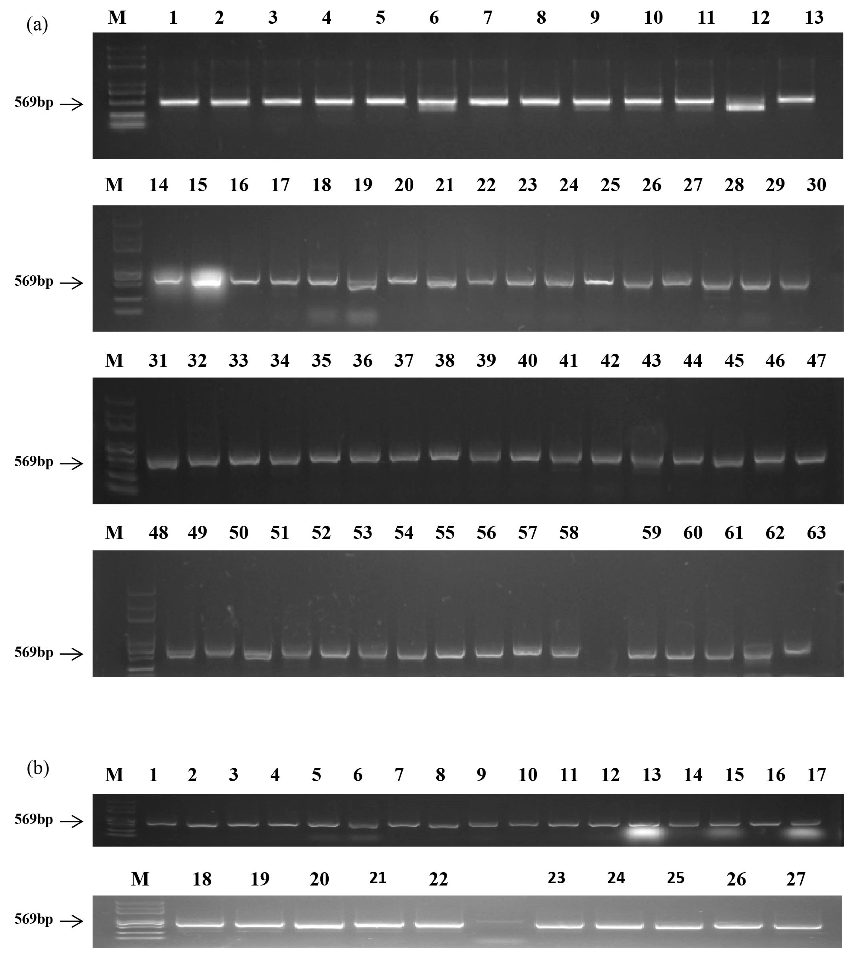 Embryo Rescue Breeding of New Cold-Resistant, Seedless Grapes