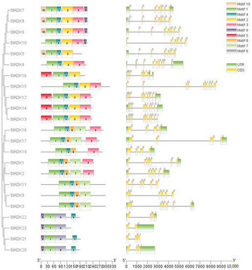 Identification and Expression Analysis of Adenylate Kinase Gene Family ...