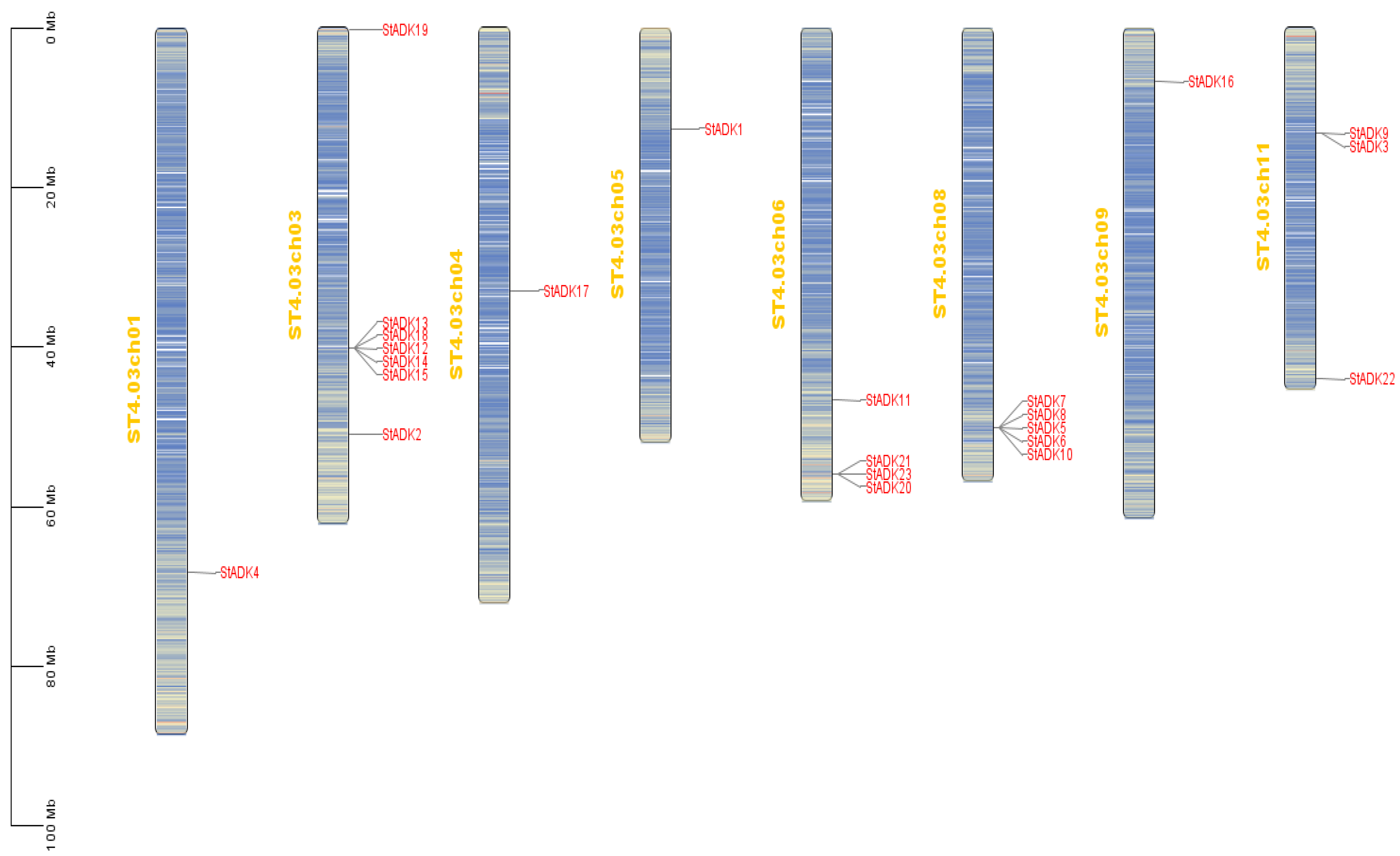 Identification and Expression Analysis of Adenylate Kinase Gene Family ...