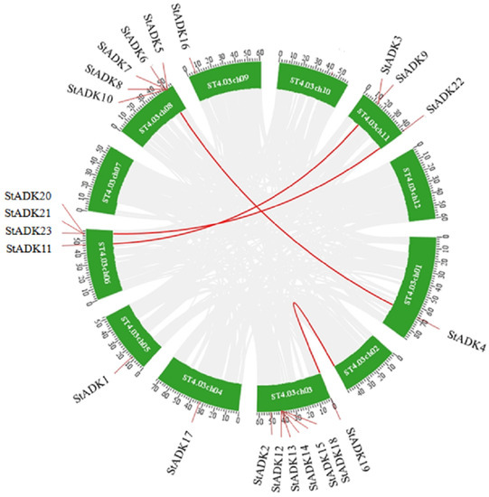 Identification and Expression Analysis of Adenylate Kinase Gene Family ...