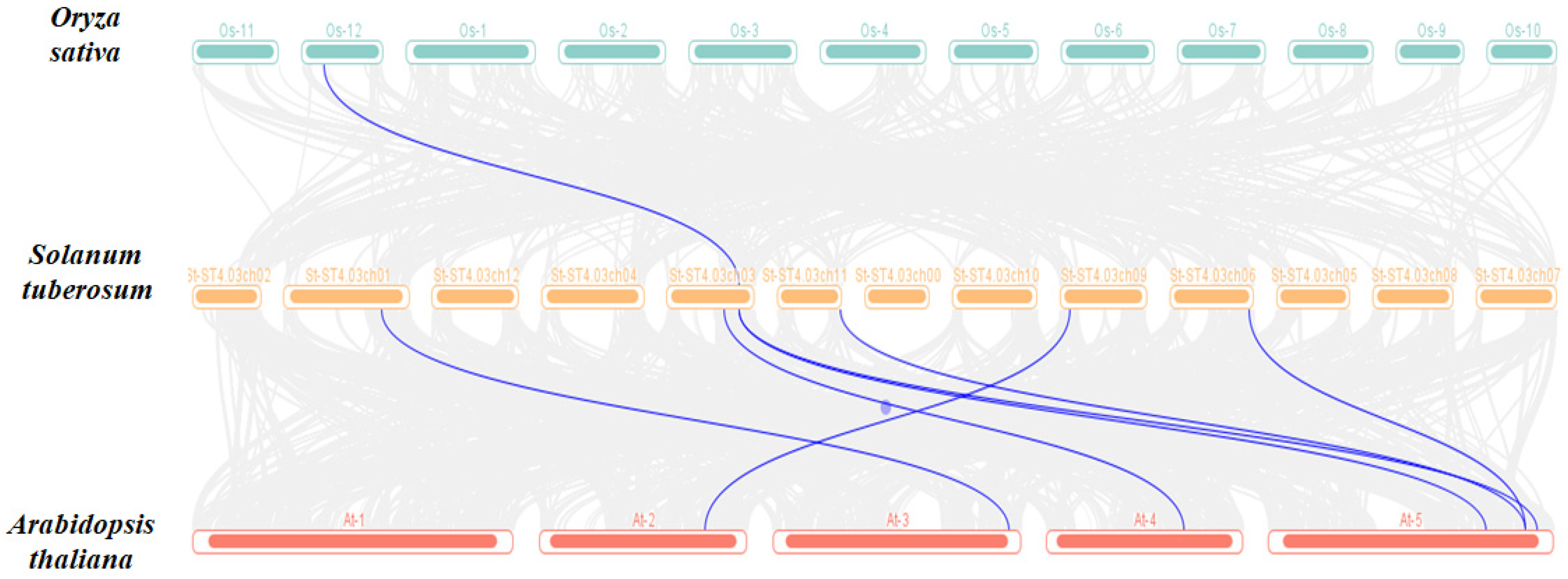 Identification and Expression Analysis of Adenylate Kinase Gene Family ...