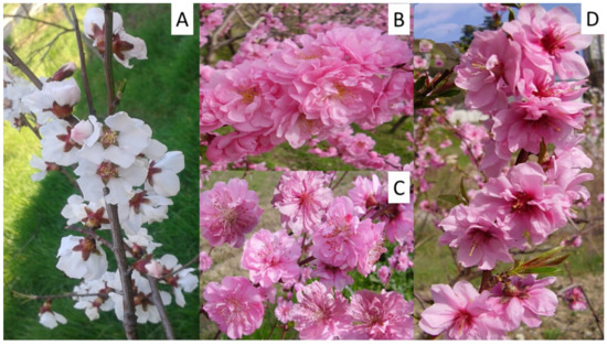Assessment of the Drought-Tolerance Criteria for Screening Peach Cultivars