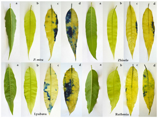 Assessment of the Drought-Tolerance Criteria for Screening Peach Cultivars