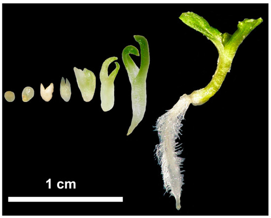 Somatic Embryogenesis in Spinach—A Review