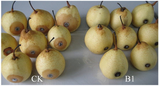 Effectiveness of a Novel Endophyte Bacillus velezensis Strain B1 in the ...