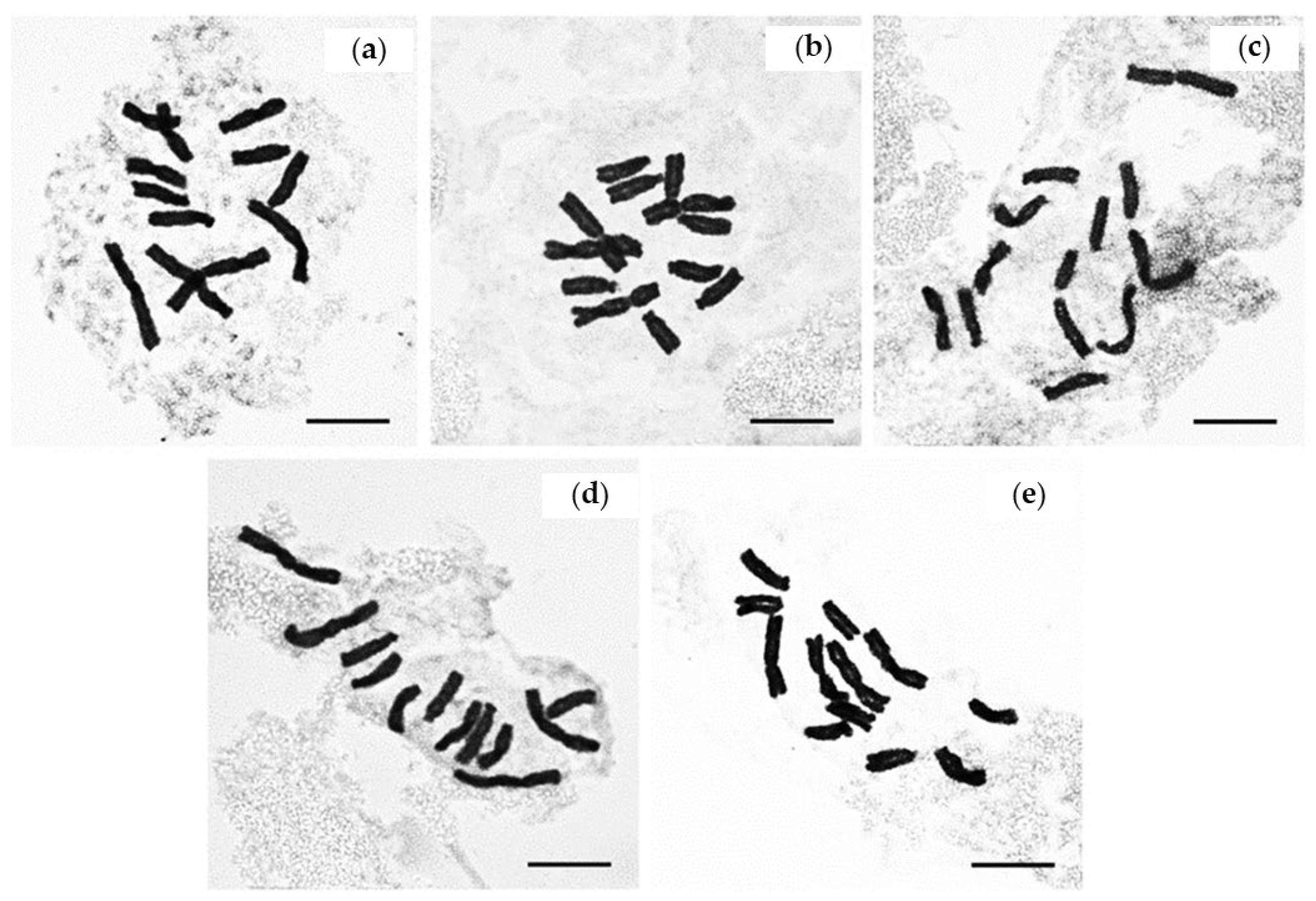 Cytogenetic Study of Five Varieties of Callisia repens (Jacq.) L ...