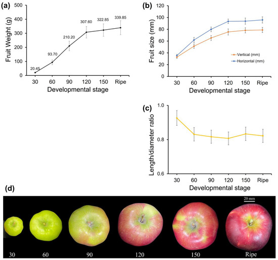Differential Coloration, Pigment Biosynthesis-Related Gene Expression ...