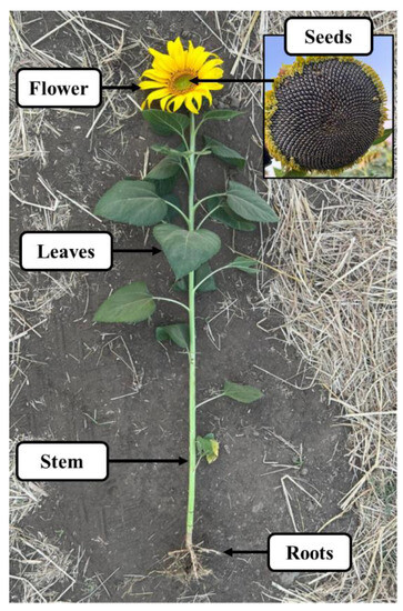 Exploring the Potential of Sunflowers: Agronomy, Applications, and ...