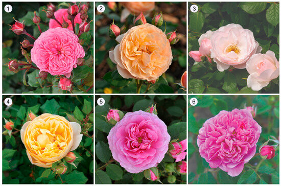 Morphological Characters, Phytochemical Profile and Biological ...