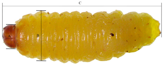 Morphological Characteristics and Occurrence of an Important Stem ...