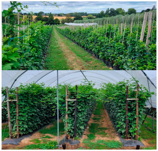 Forcing Temperature Effects on Plant Development for Containerized ...