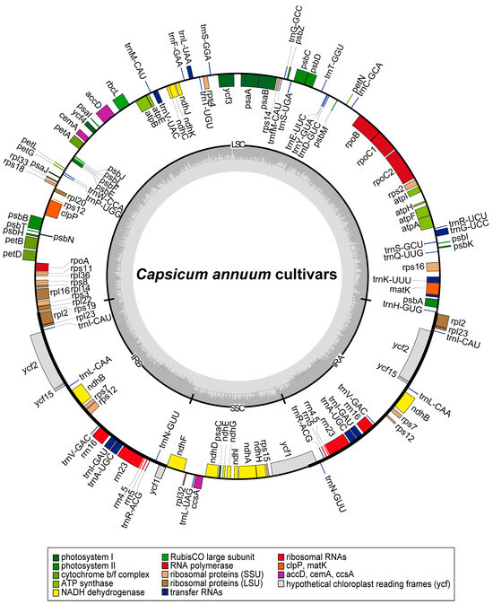 Insight into the Phylogenetic Relationships and Evolutionary History of ...