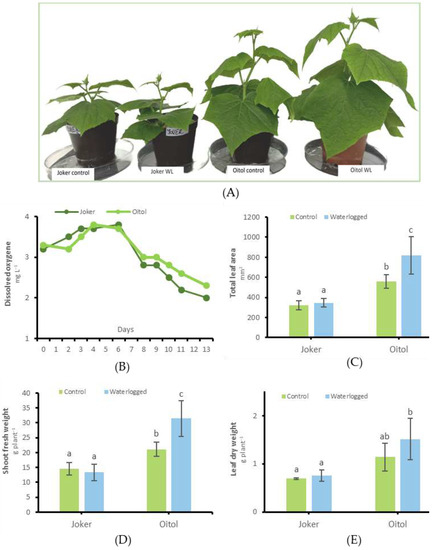 Growth Responses and Adventitious Root Formation of Cucumber Hybrid ...