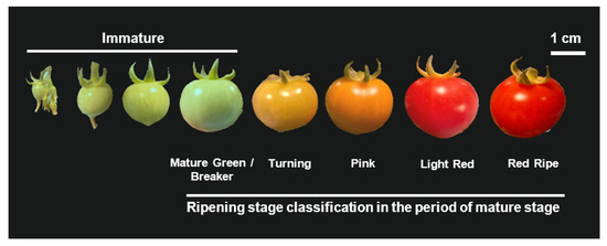 Tomato Fruit Growth and Nutrient Accumulation in Response to Blue and Red Light Treatments ...