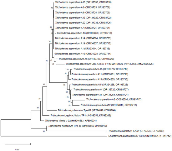 Exploring the Potential Biocontrol Isolates of Trichoderma asperellum ...