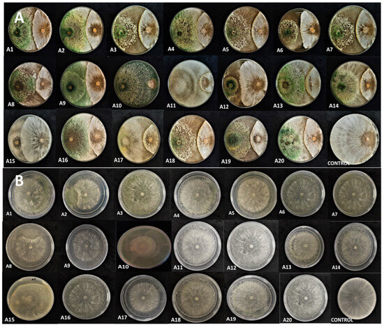 Exploring the Potential Biocontrol Isolates of Trichoderma asperellum ...