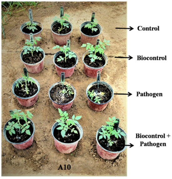 Exploring the Potential Biocontrol Isolates of Trichoderma asperellum ...