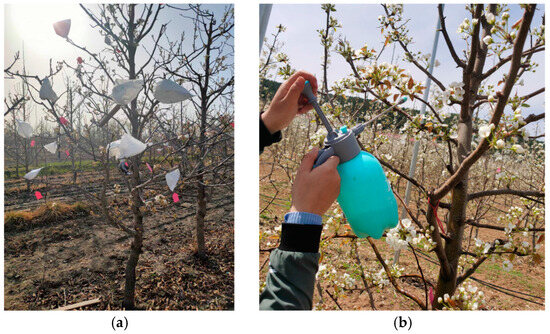 Horticulturae | Free Full-Text | Effect of Pre-Germination Temperature ...