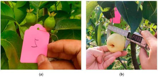 Horticulturae | Free Full-Text | Effect of Pre-Germination Temperature ...