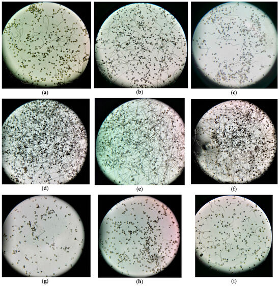 Horticulturae | Free Full-Text | Effect of Pre-Germination Temperature Regime on Pollen ...