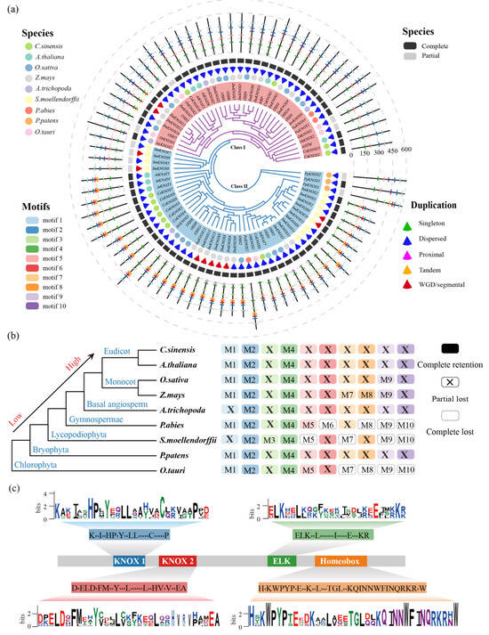 Genome-Wide Classification and Evolutionary Analysis of the KNOX Gene ...
