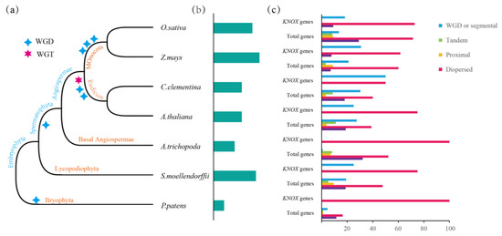 Genome-Wide Classification and Evolutionary Analysis of the KNOX Gene ...