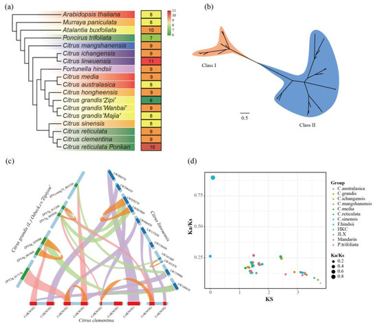 Genome-Wide Classification and Evolutionary Analysis of the KNOX Gene ...