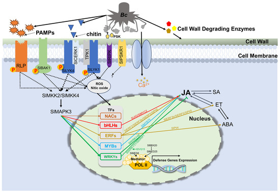 Horticulturae | Free Full-Text | Recent Advances in Mechanisms Underlying Defense Responses of ...
