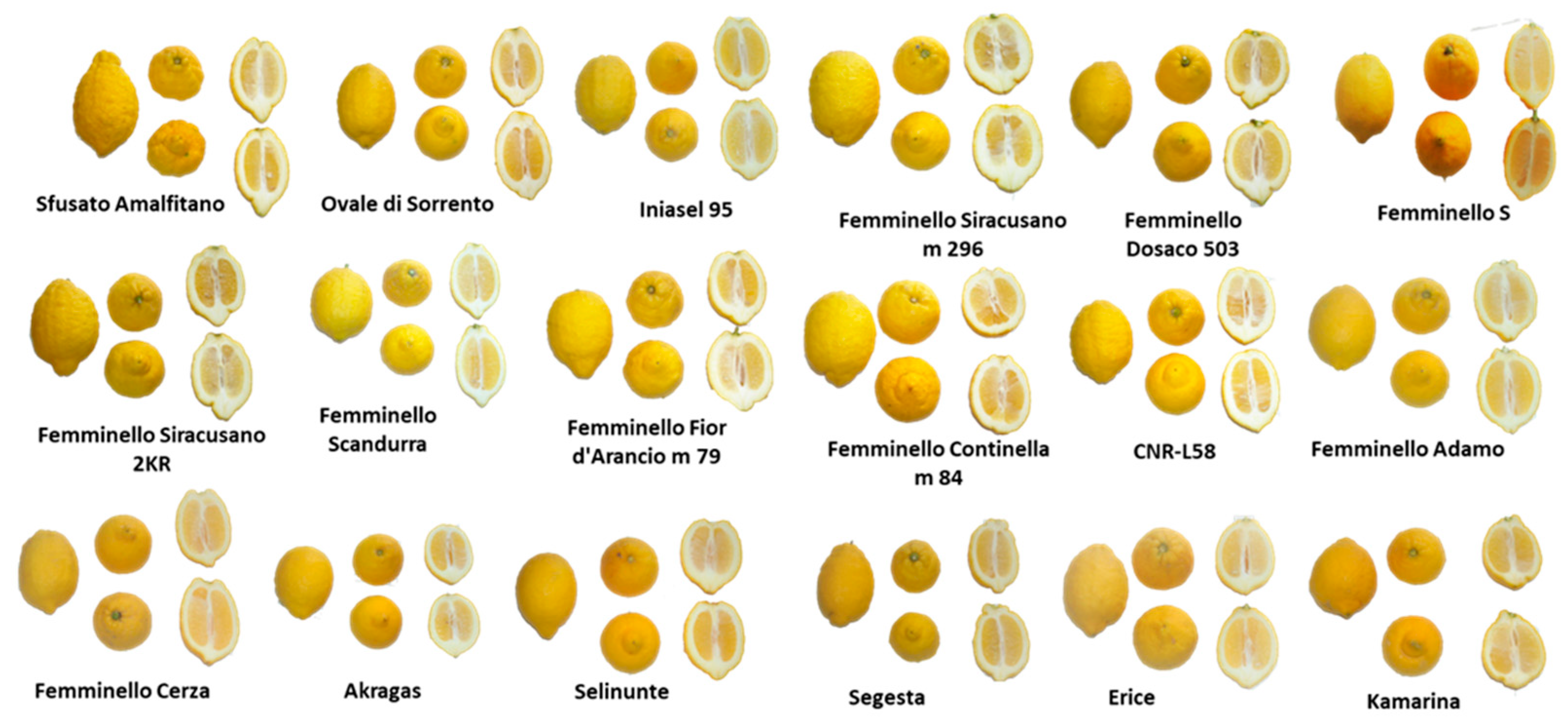 Horticulturae | Free Full-Text | A Decade-Long Quantitative–Qualitative ...