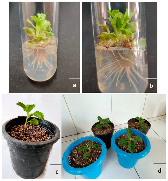 In Vitro Propagation and Phytochemical Composition of Centratherum ...