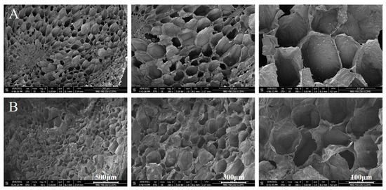 Elucidating Softening Mechanism of Honey Peach (Prunus persica L ...
