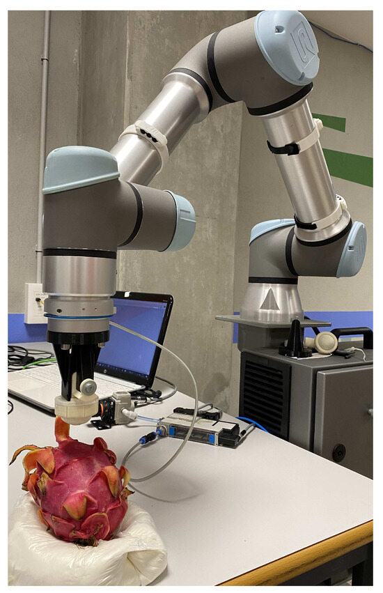 Non-Destructive Evaluation of White-Flesh Dragon Fruit Decay with a Robot
