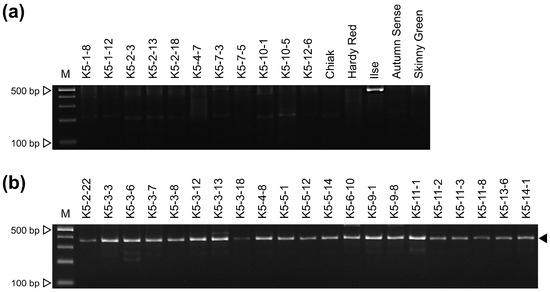 A MADS-Box Gene-Based InDel Marker Discriminating Sex in Actinidia arguta