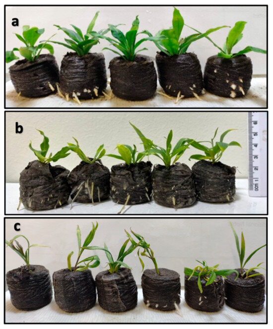 Micropropagation of Duboisia Species via Shoot Tip Meristem