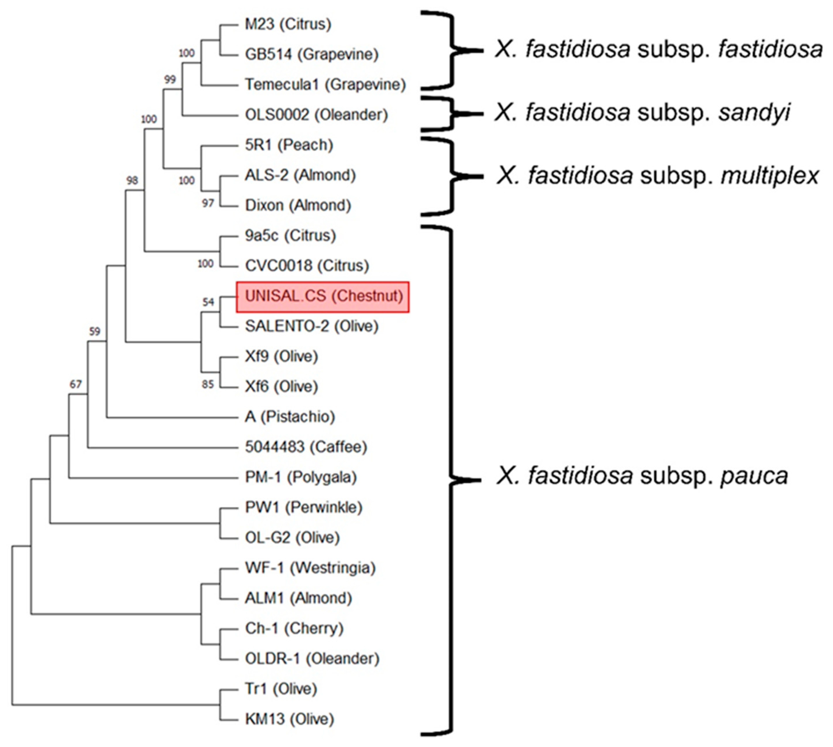 Xylella fastidiosa, Possible New Threat to Chestnut (Castanea sativa ...