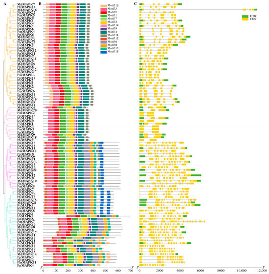 Genome-Wide Identification, Evolution, and Expression Analysis of the ...
