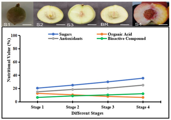 An Overview on Post-Harvest Technological Advances and Ripening ...