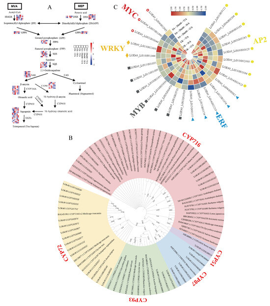 Horticulturae | Free Full-Text | Physiological and Transcriptional Analysis Provides Insights ...
