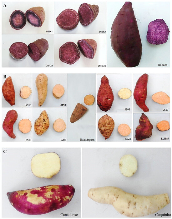 The Phytochemical Profile and Antioxidant Activity of Thermally ...