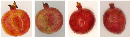 Classification of Healthy and Frozen Pomegranates Using Hyperspectral ...