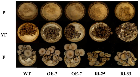 The Metacaspase Gene PoMCA1 Enhances the Mycelial Heat Stress Tolerance ...