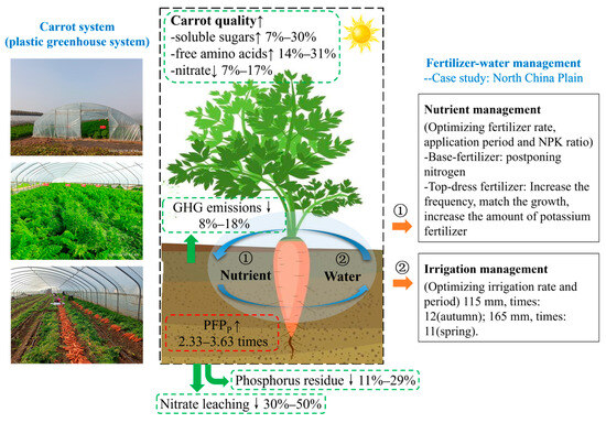 Optimized Fertilizer–Water Management Improves Carrot Quality and Soil ...